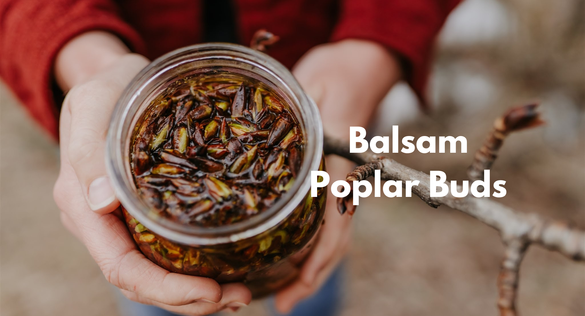 Balsam Poplar Buds – Prairie Soap Shack
