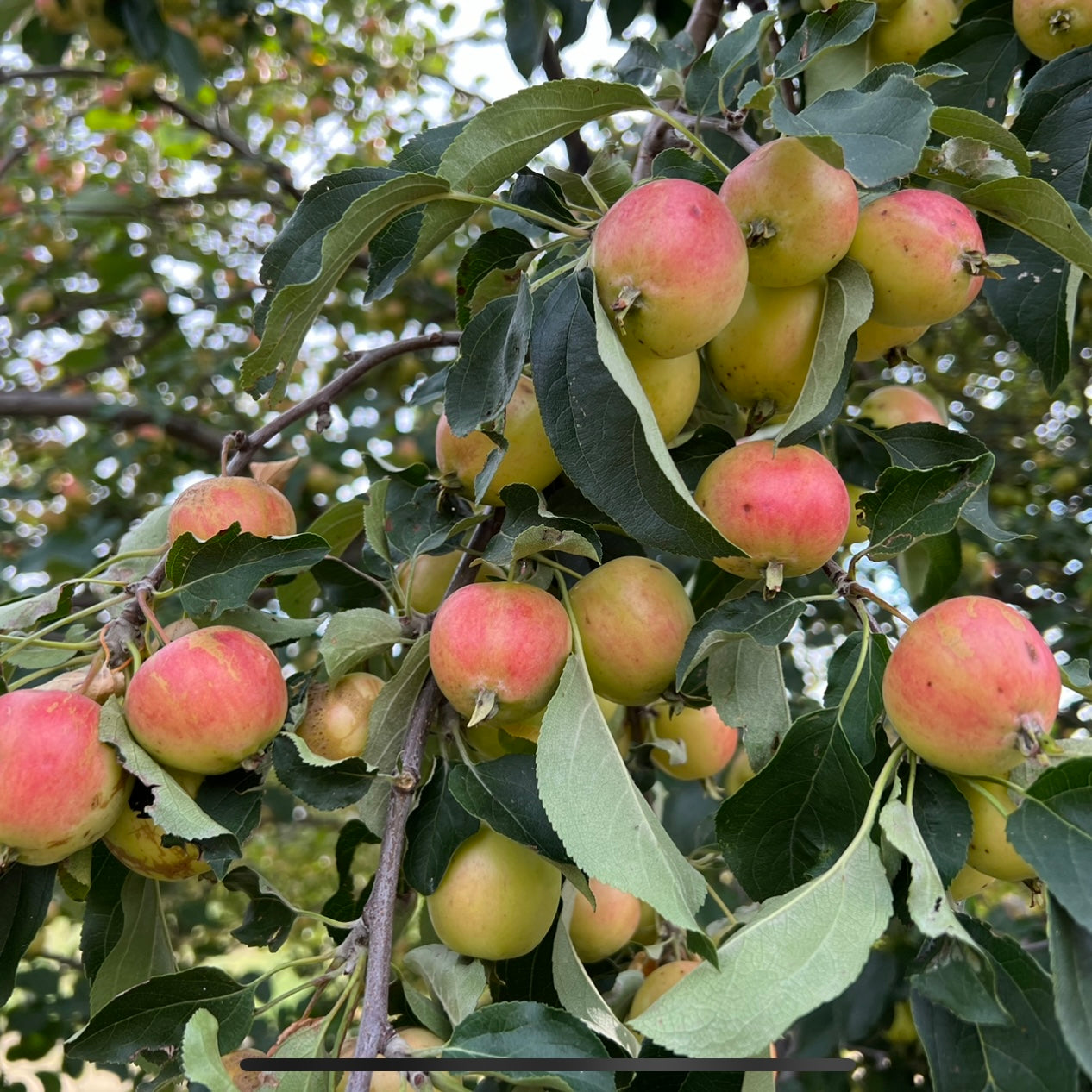 My Top 3 Ways to Use Crab Apples – Prairie Soap Shack